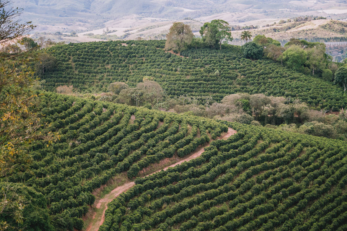 Brazil Coffee: A Brief Overview – Kai Coffee PTY LTD