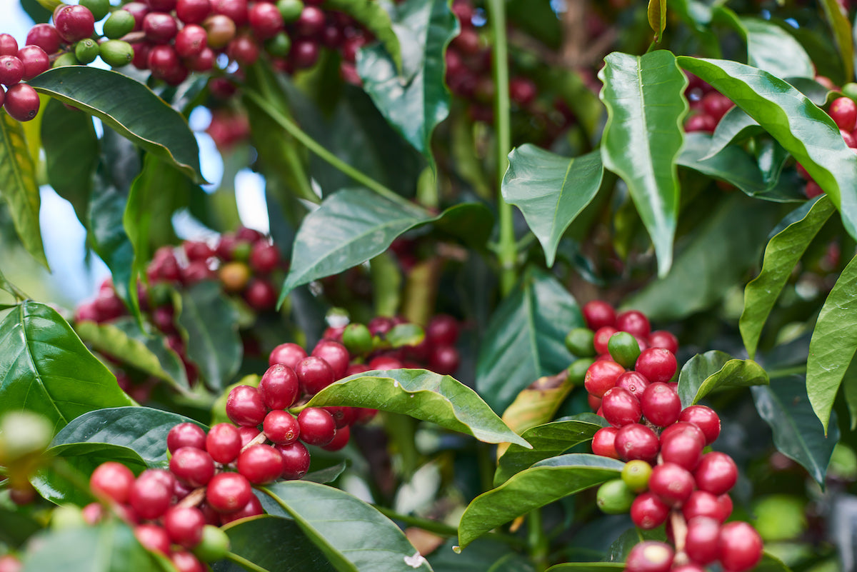 Ecuador Coffee: A Brief Overview – Kai Coffee PTY LTD