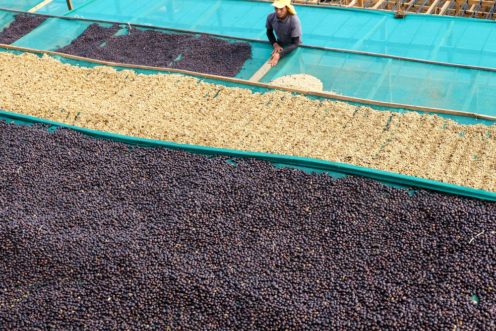 SL28 in Costa Rica: A Novel Adventure in Coffee Varietals- Coming soon ...